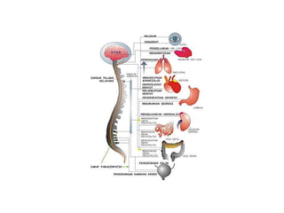 Endokri ncopy01 | PPT