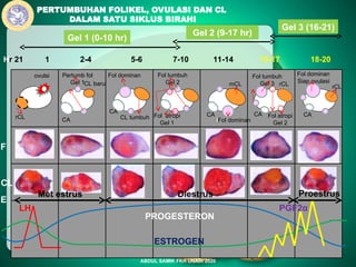 ENDOKRIN DAN GEL FOLIKEL SKLS REPRO NORMAL.ppt