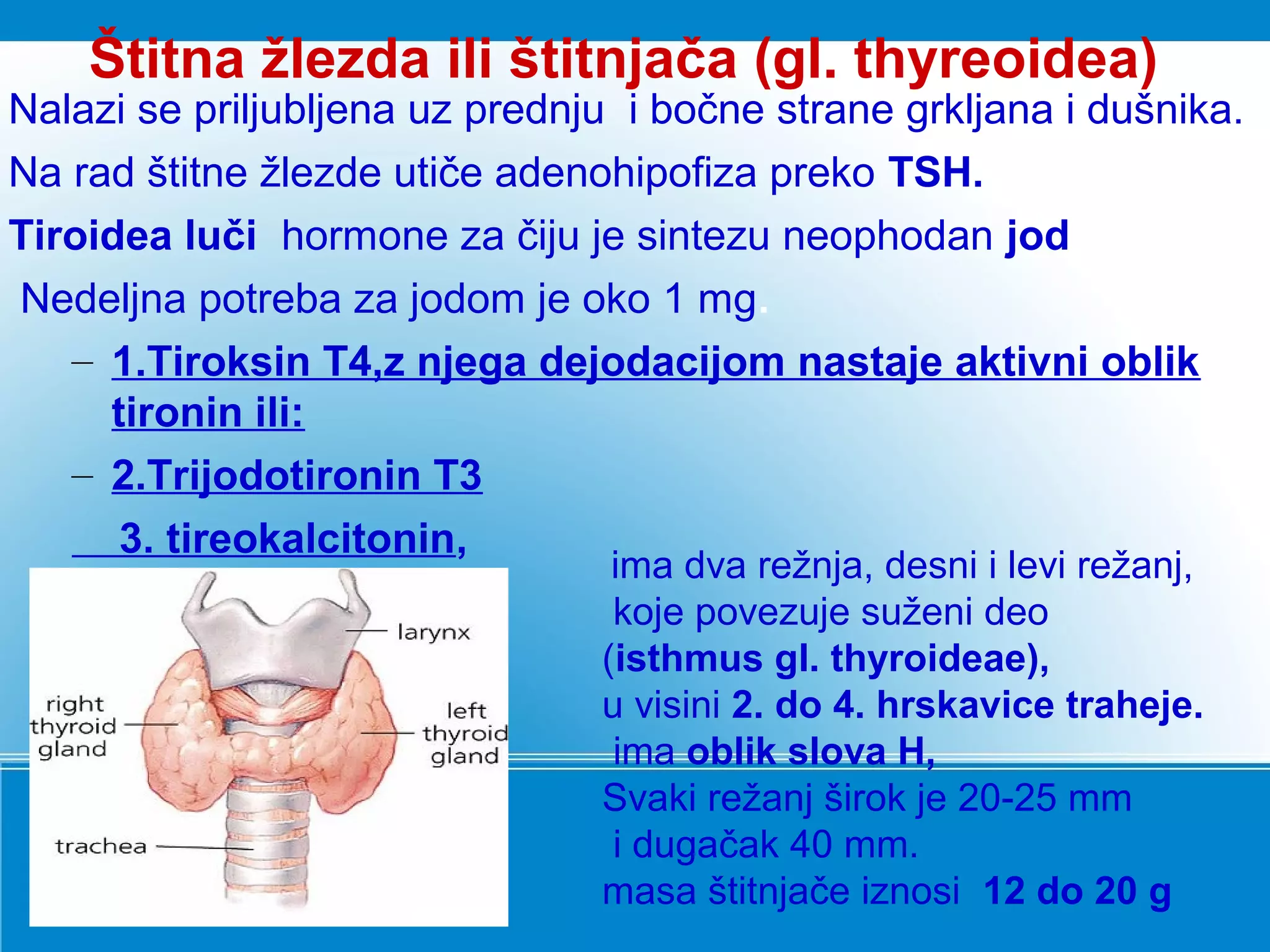 Endokrini sistem | ODP