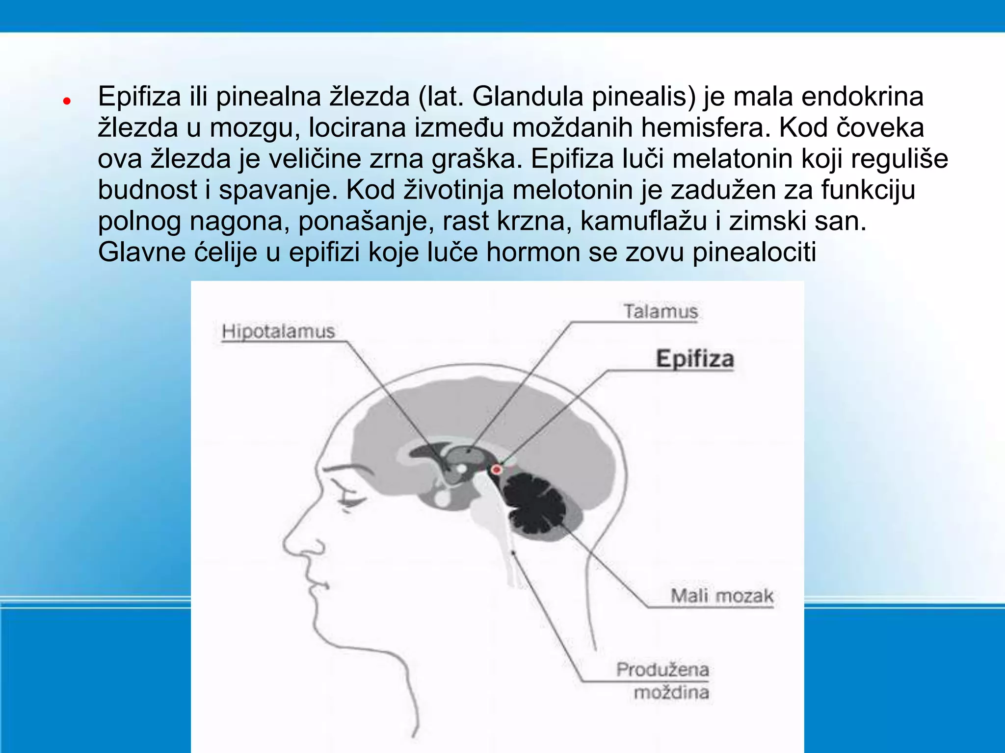 Endokrini anatomija fiziologija | PPT