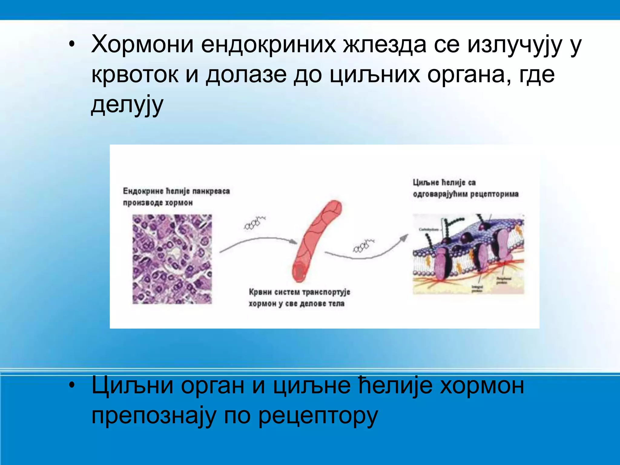 Endokrini anatomija fiziologija | PPT