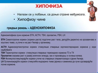 Endokrini anatomija fiziologija | PPT