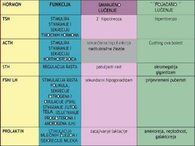 Endokrini anatomija fiziologija | PPT