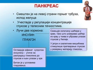 Endokrini anatomija fiziologija | PPT