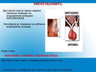 Endokrini anatomija fiziologija | PPT