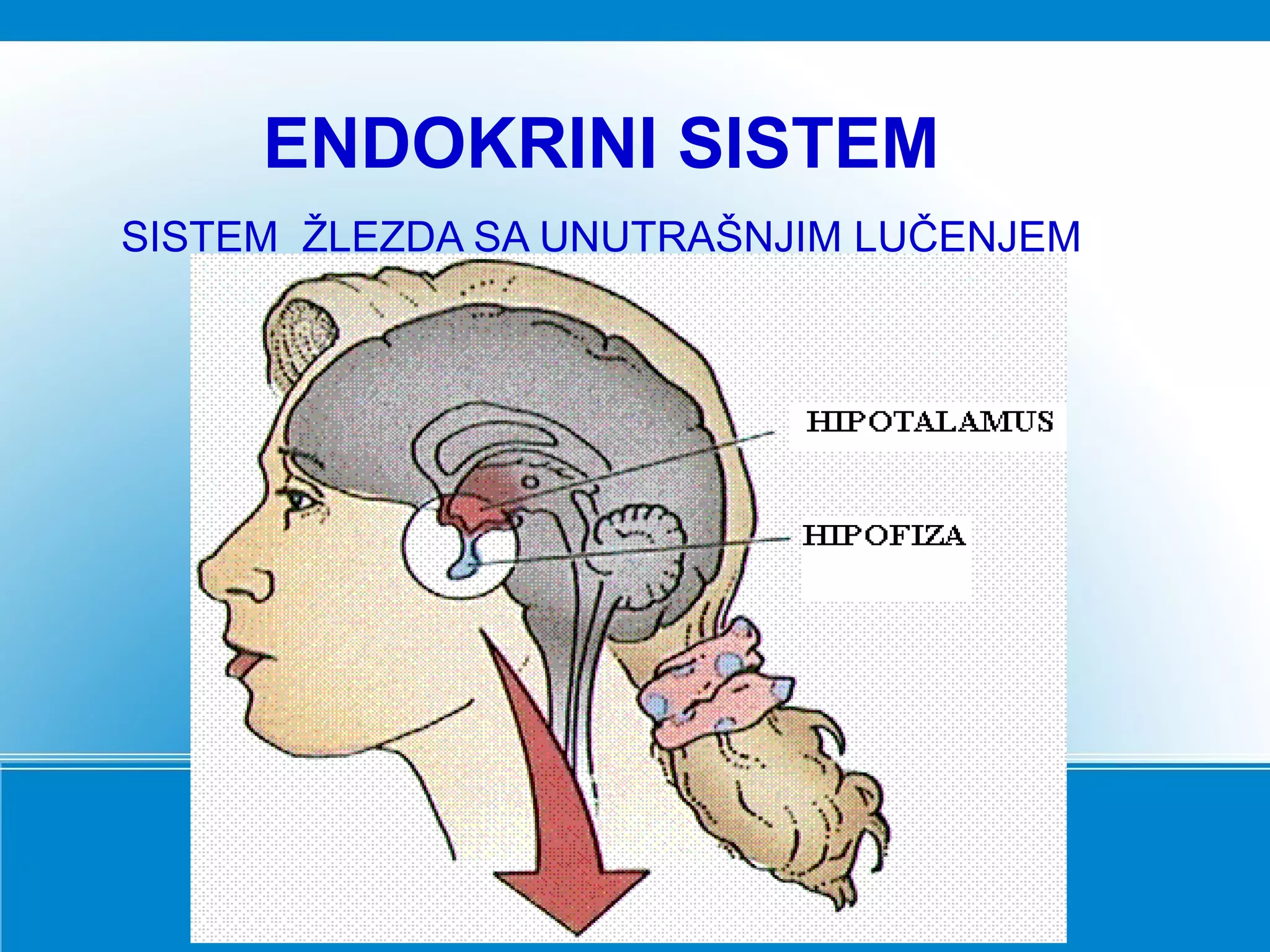 Endokrini sistem ,anatomija i fiziologija | PPT