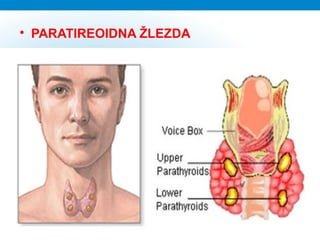 Endokrini sistem ,anatomija i fiziologija | PPT