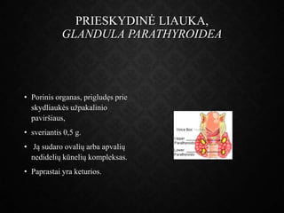 Endokrinine sistema | PPT