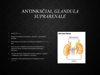 Endokrinine sistema | PPT