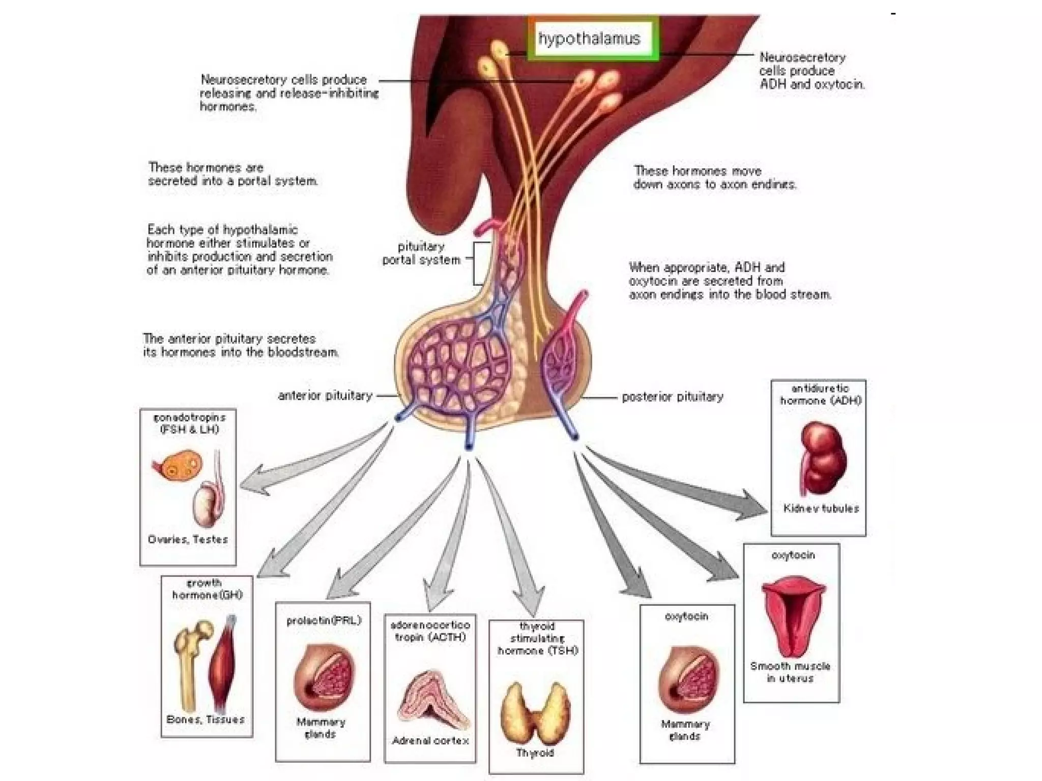 Endokrini sistem | PPT