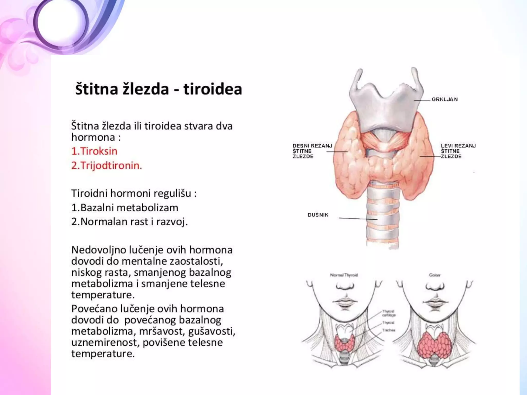 ANATOMIJA Endokrini sistem | PPTX