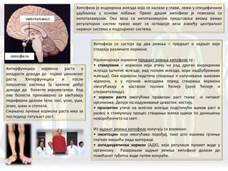 Ендокрини систем | PPT