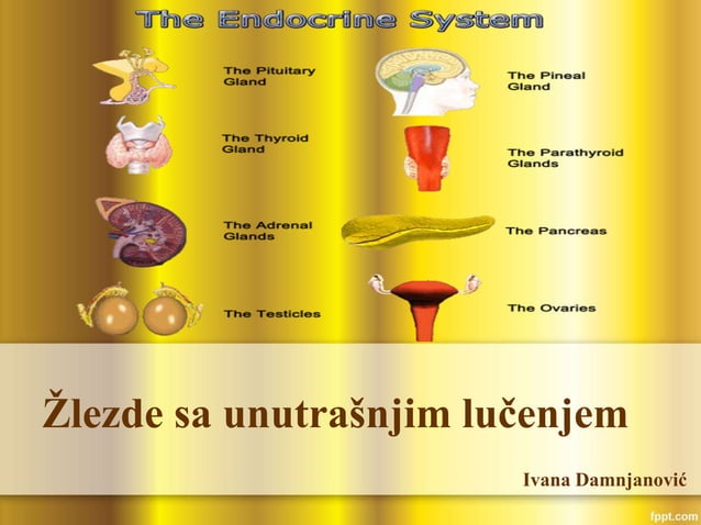 Endokrini sistem | PPT