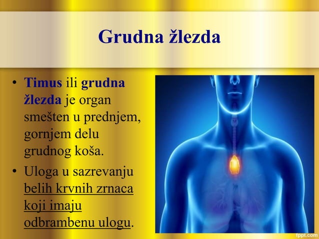 Endokrini sistem | PPT