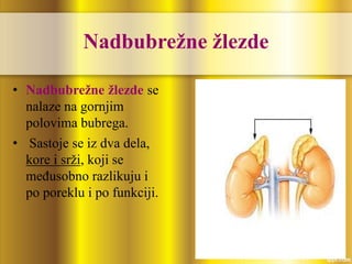 Endokrini sistem | PPT