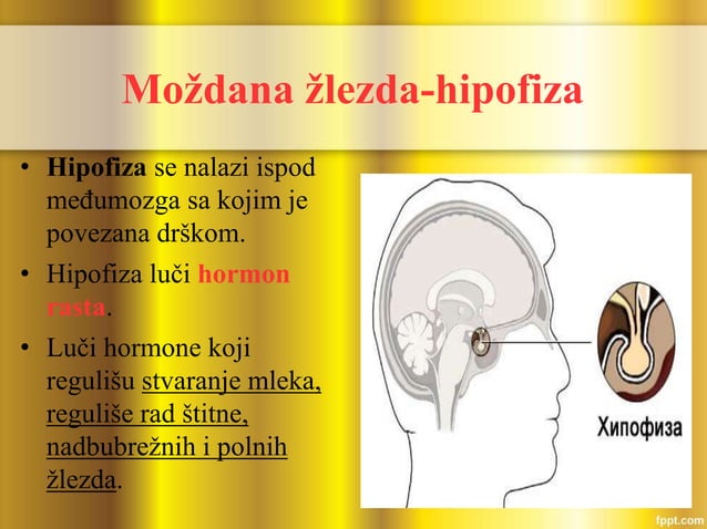 Endokrini sistem | PPT