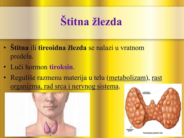 Endokrini sistem | PPT