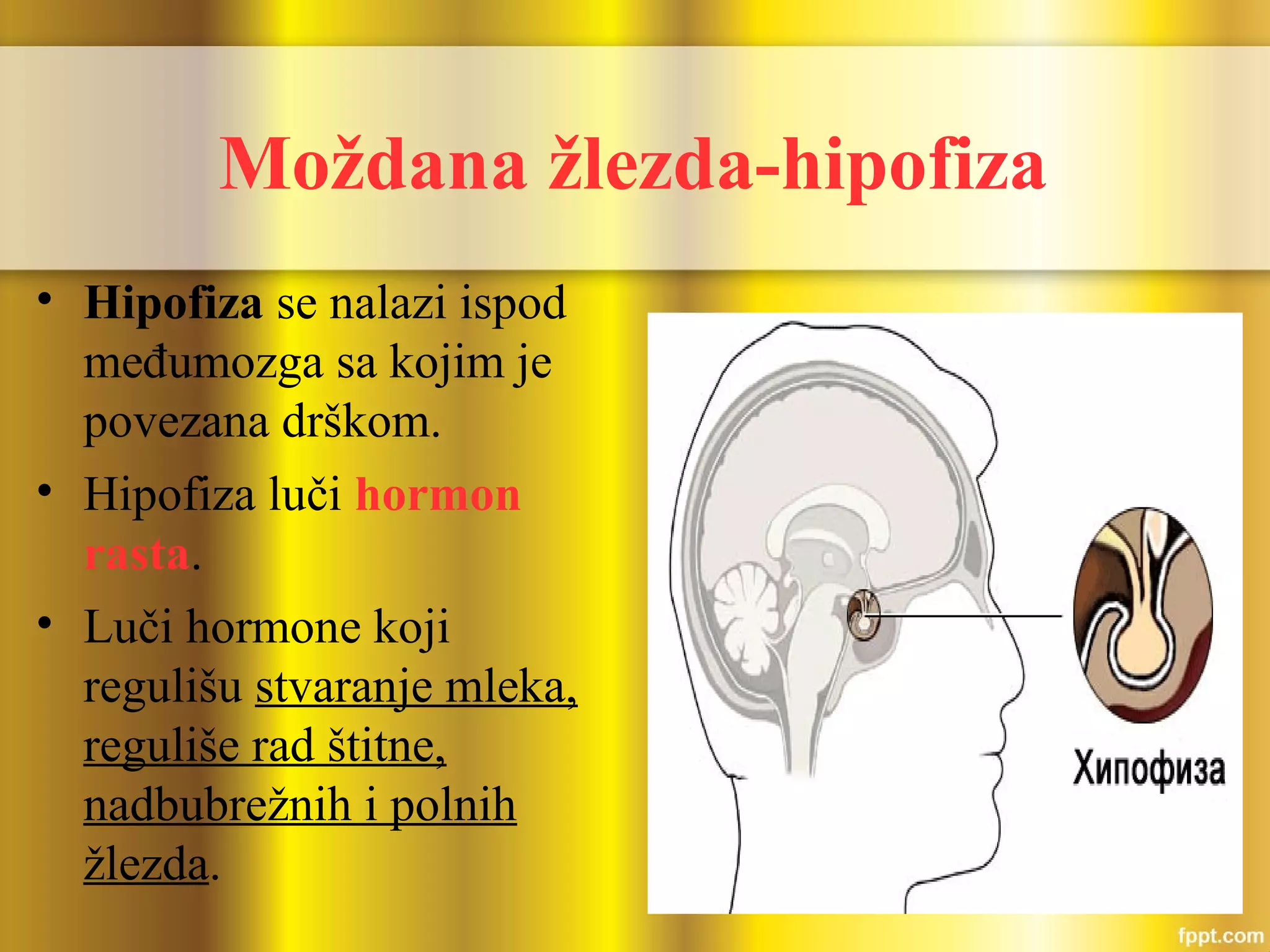 Endokrini sistem | PPT