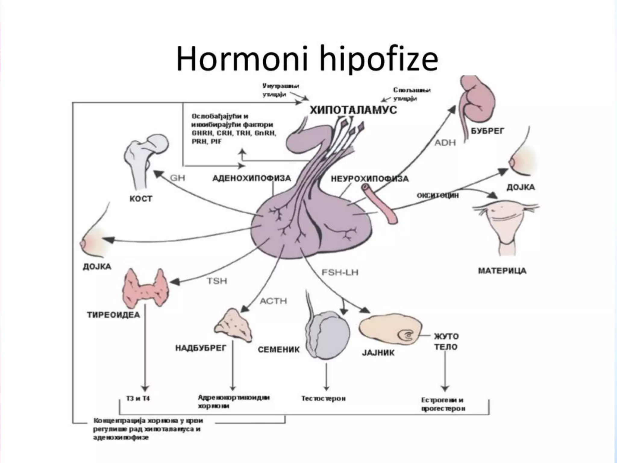 Endokrini sistem | PDF