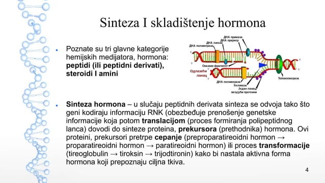 Endokrinologija - Interna medicina | PPT