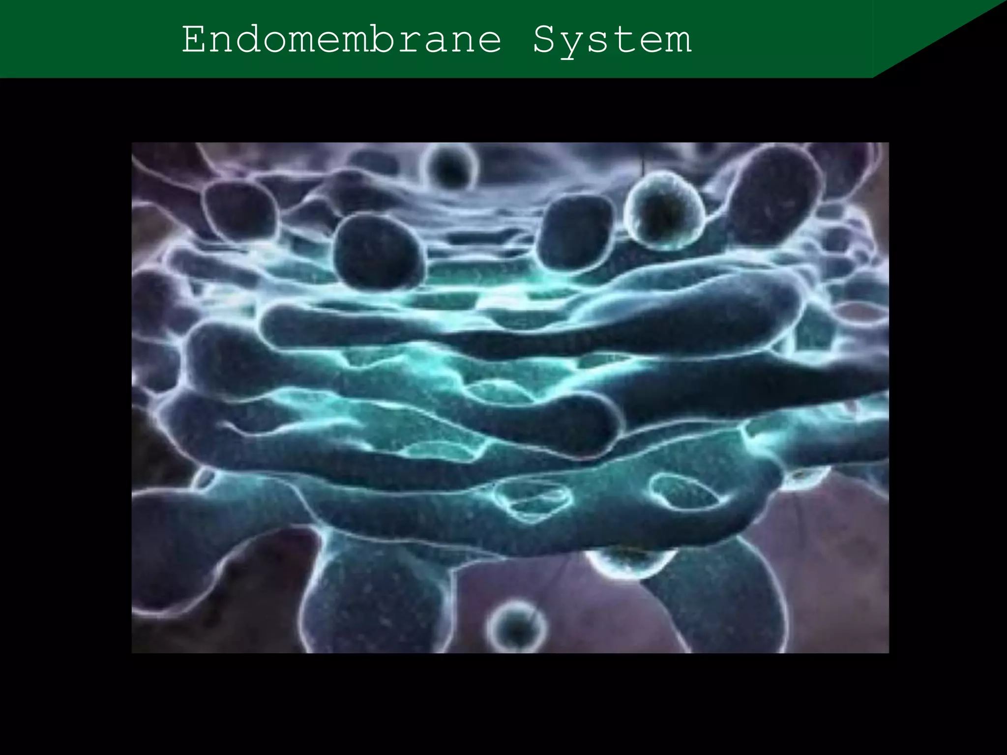 Endomembrane System | PPTX