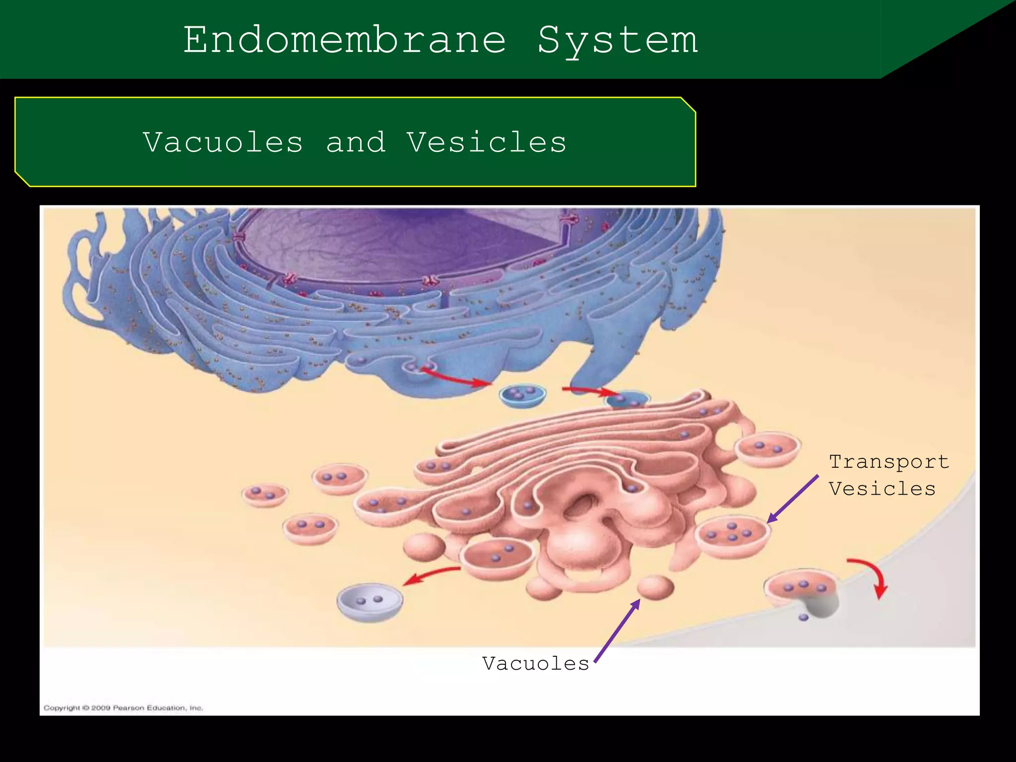 Endomembrane System | PPTX