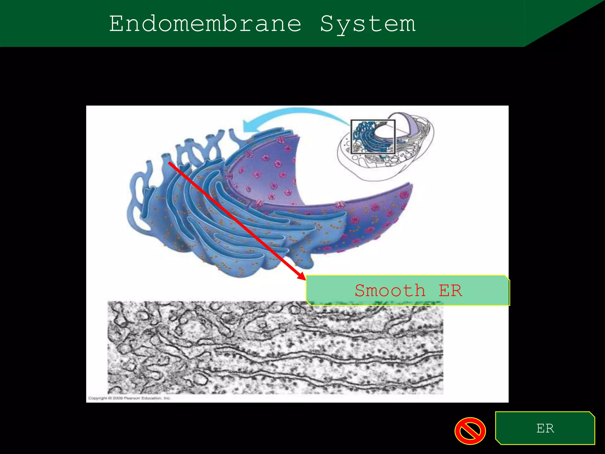 Endomembrane System | PPTX