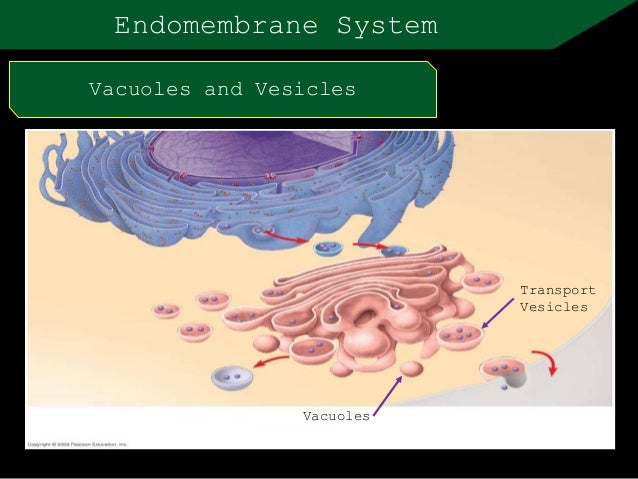 Endomembrane System