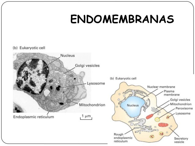 Sistema De Endomembranas PPT - Sistema de Endomembranas PowerPoint ...