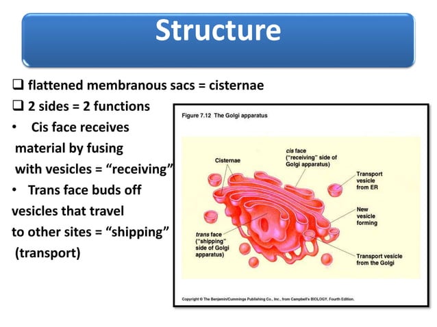 Endomembrane system | PPTX