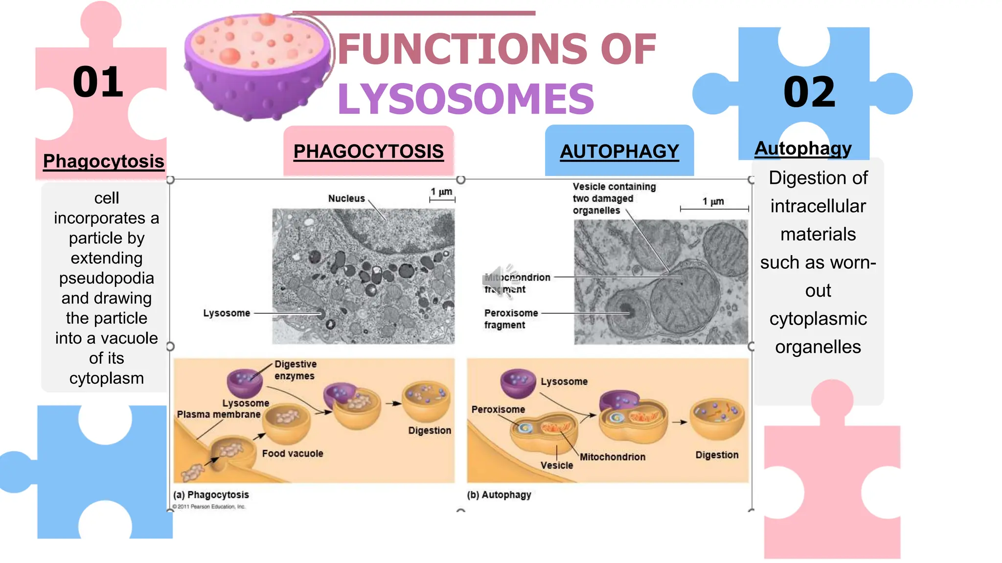 endo membrane system.pptx science biology mbbs stuff | PPT