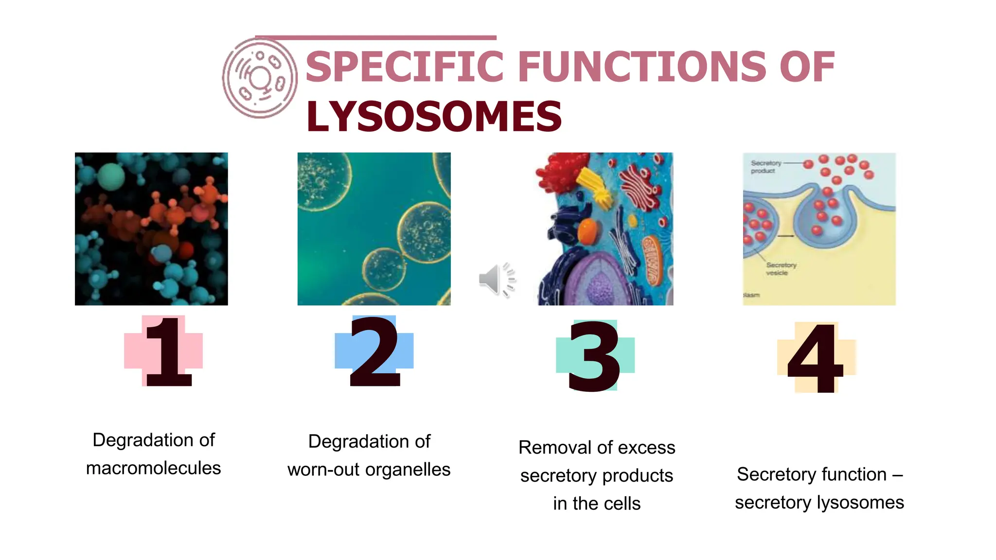 endo membrane system.pptx science biology mbbs stuff | PPT