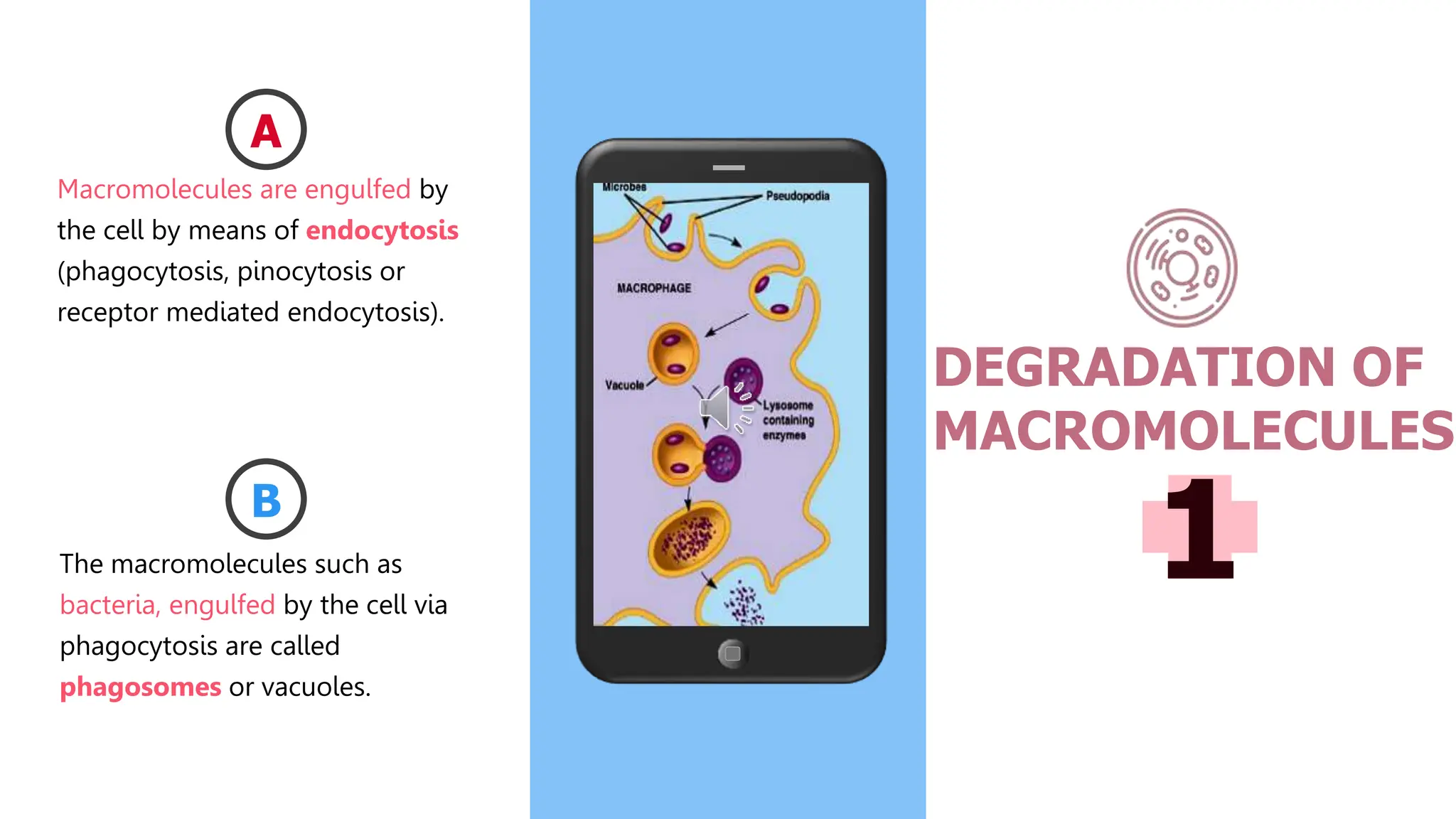 endo membrane system.pptx science biology mbbs stuff | PPT