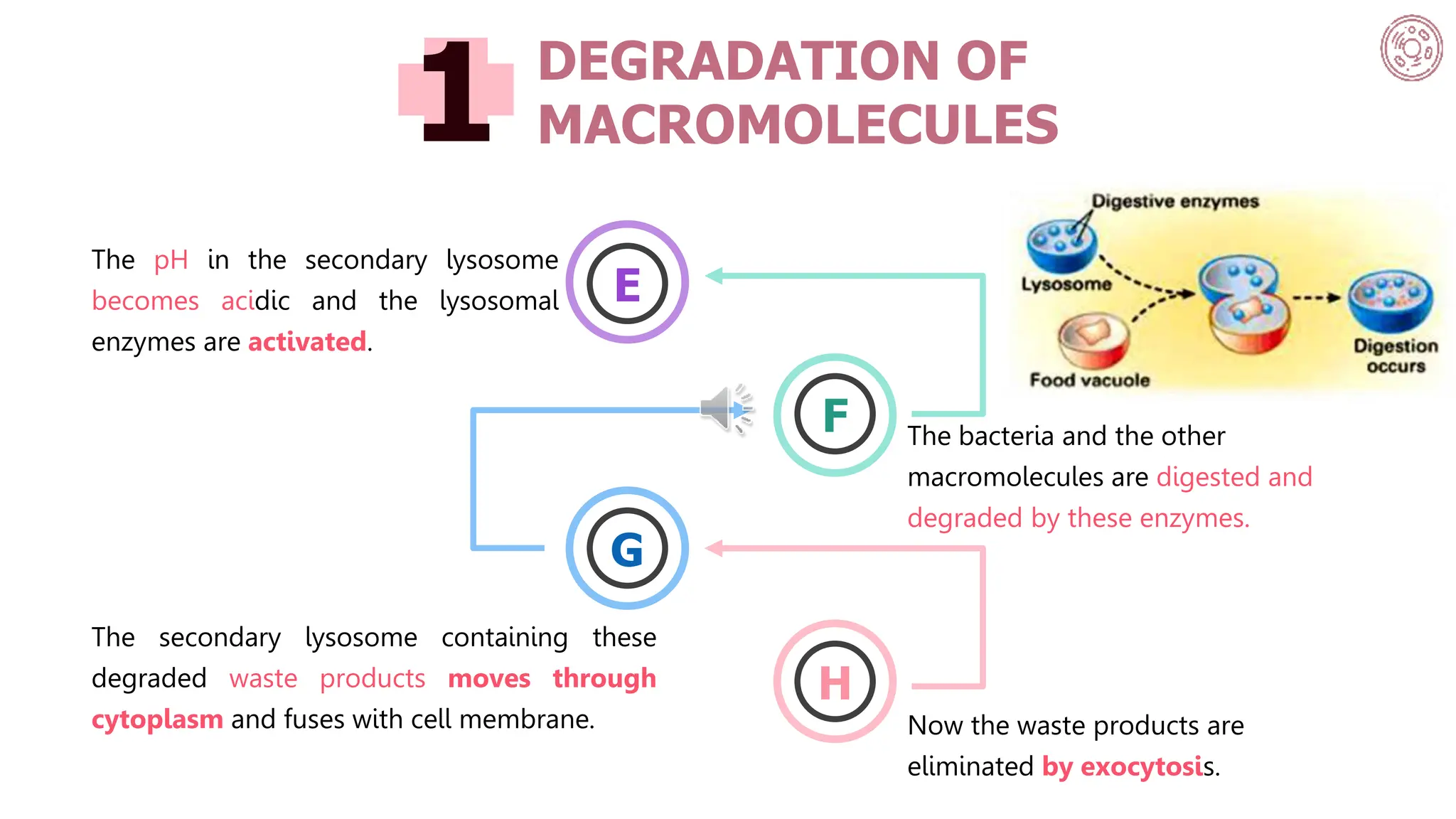 endo membrane system.pptx science biology mbbs stuff | PPT