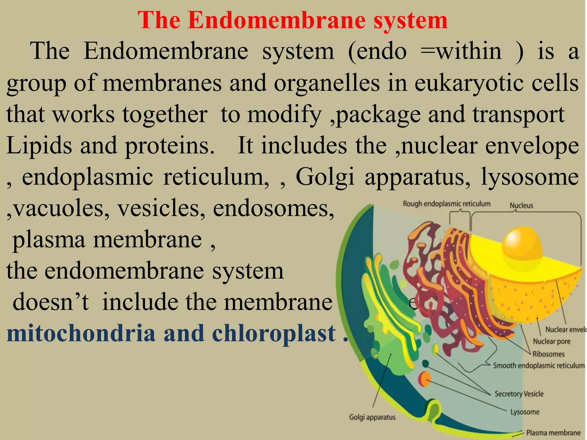endomembrane_system Cc4.pdf