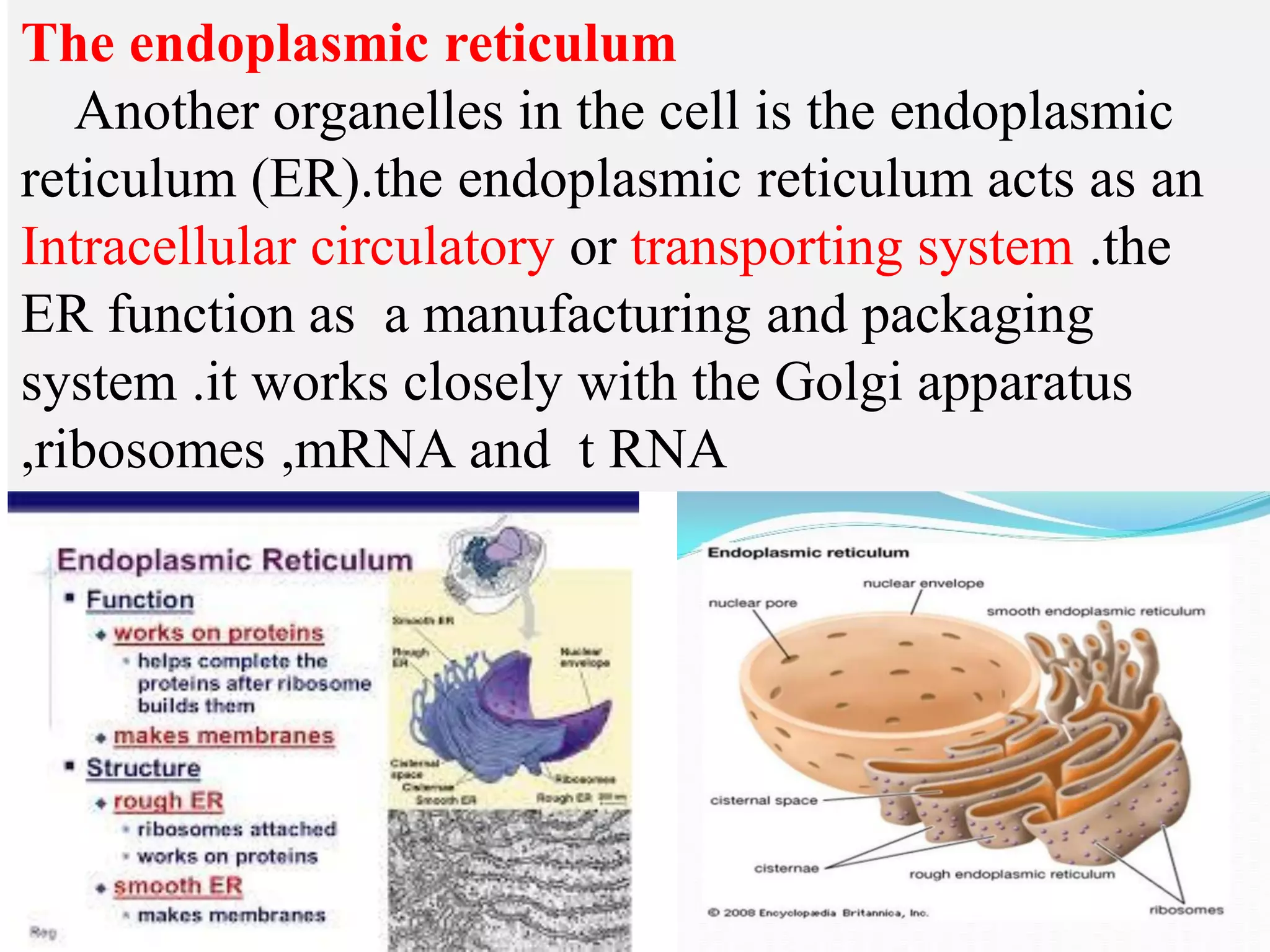 endomembrane_system Cc4.pdf