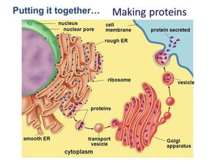 endomembrane_system Cc4.pdf