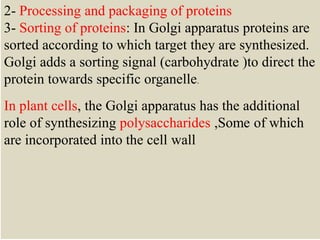 endomembrane_system Cc4.pdf