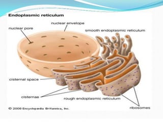 endomembrane_system Cc4.pdf