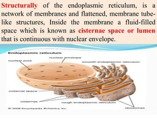 endomembrane_system Cc4.pdf
