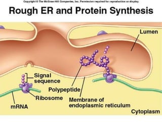 endomembrane_system Cc4.pdf