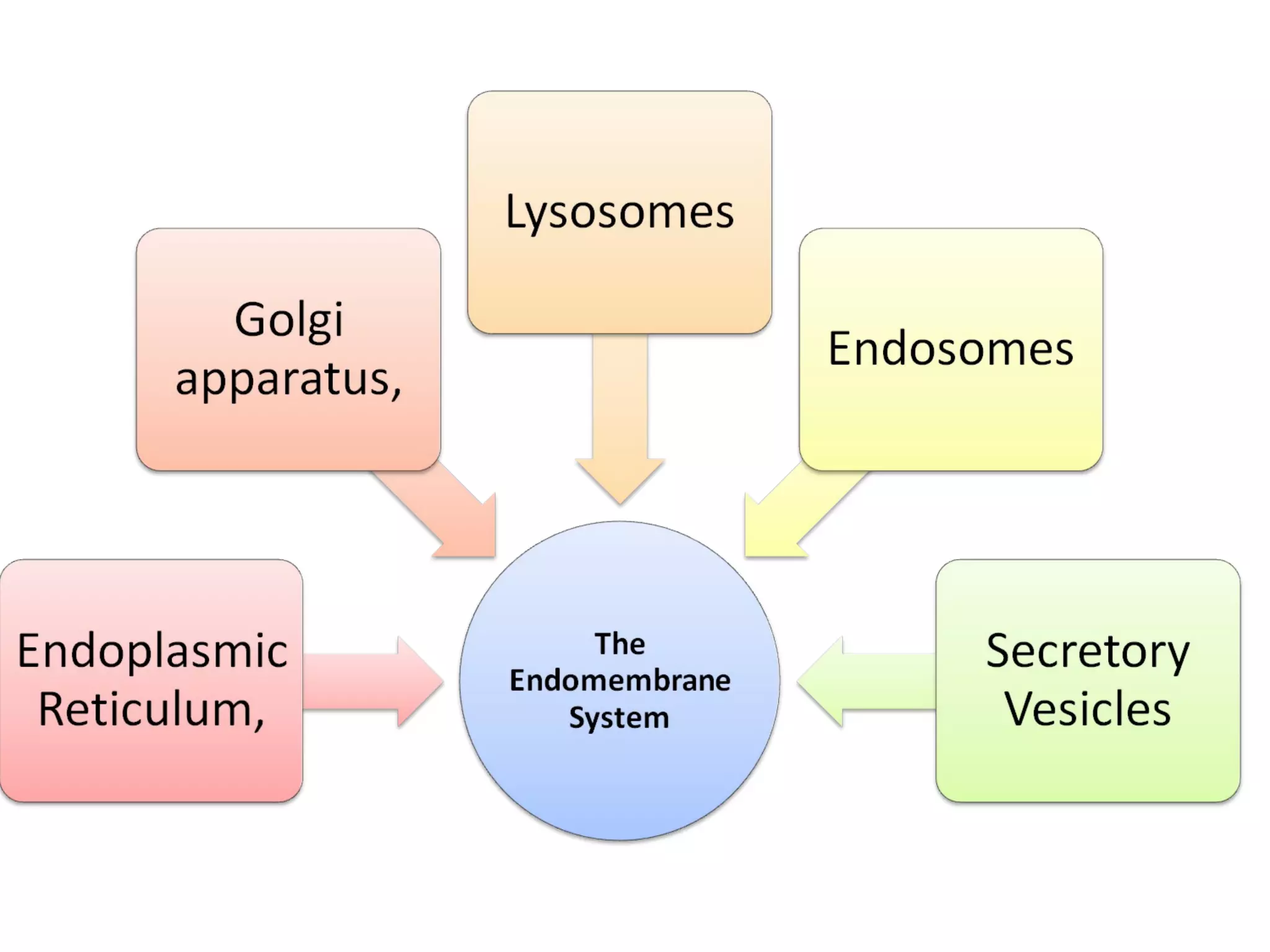Ppt The Endomembrane System Powerpoint Presentation