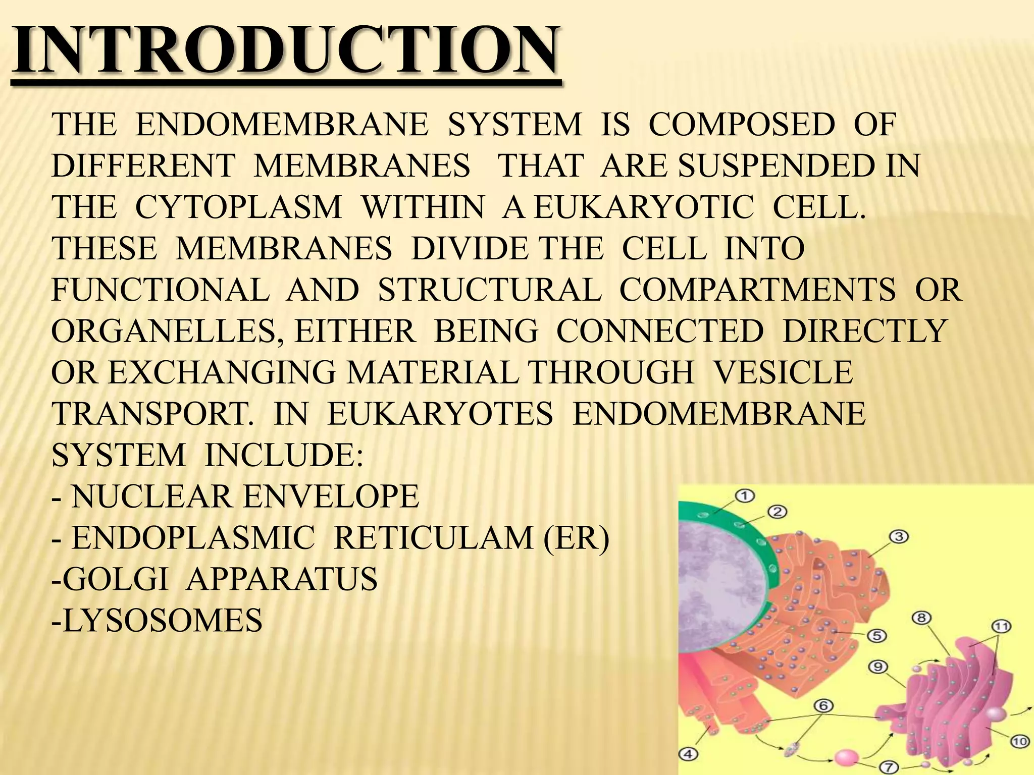 Endomembrane system presentation | PPTX