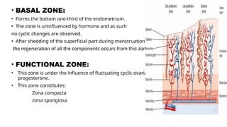 ENDOMETRIAL CYCLE.pptx- Menstruation cycle | PPTX