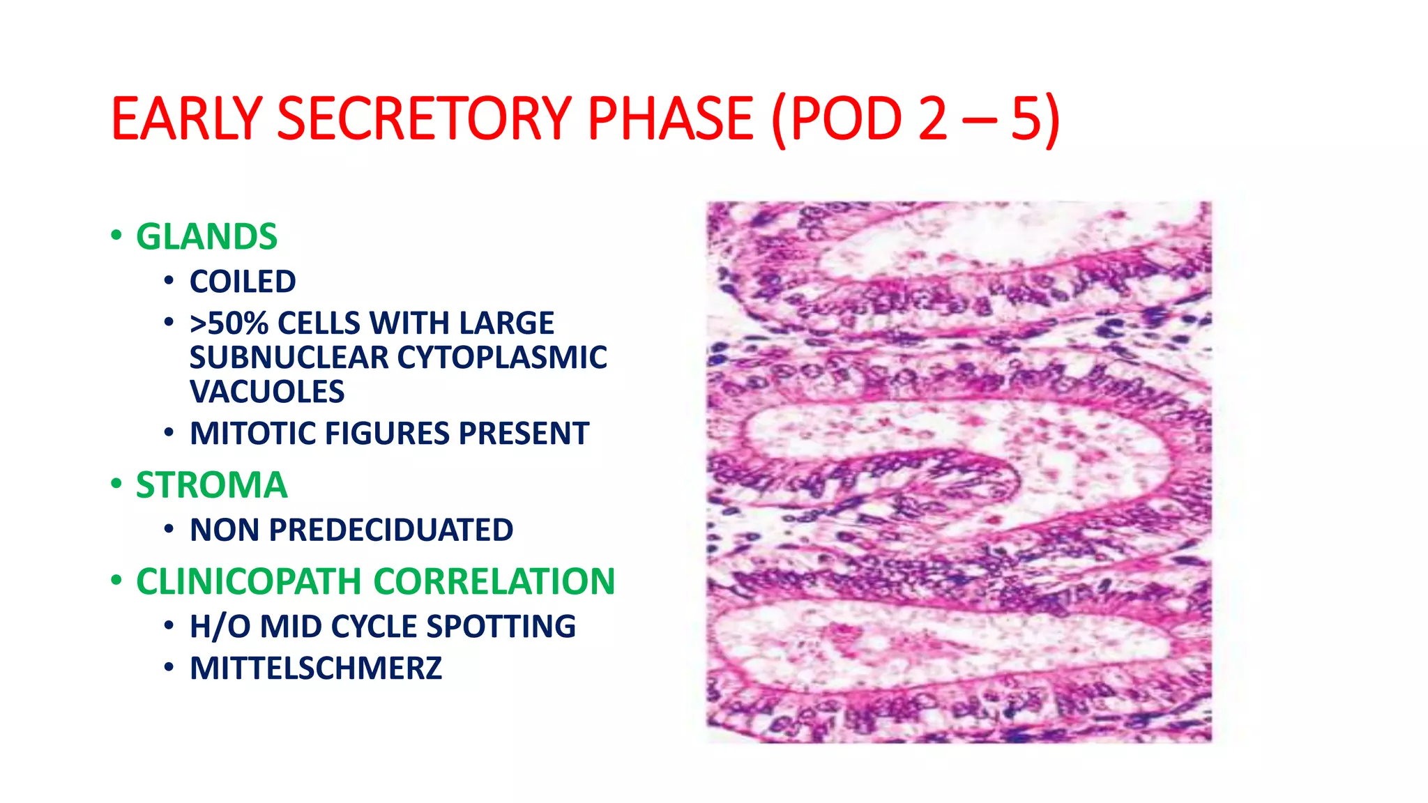 ENDOMETRIAL DATING.pptx