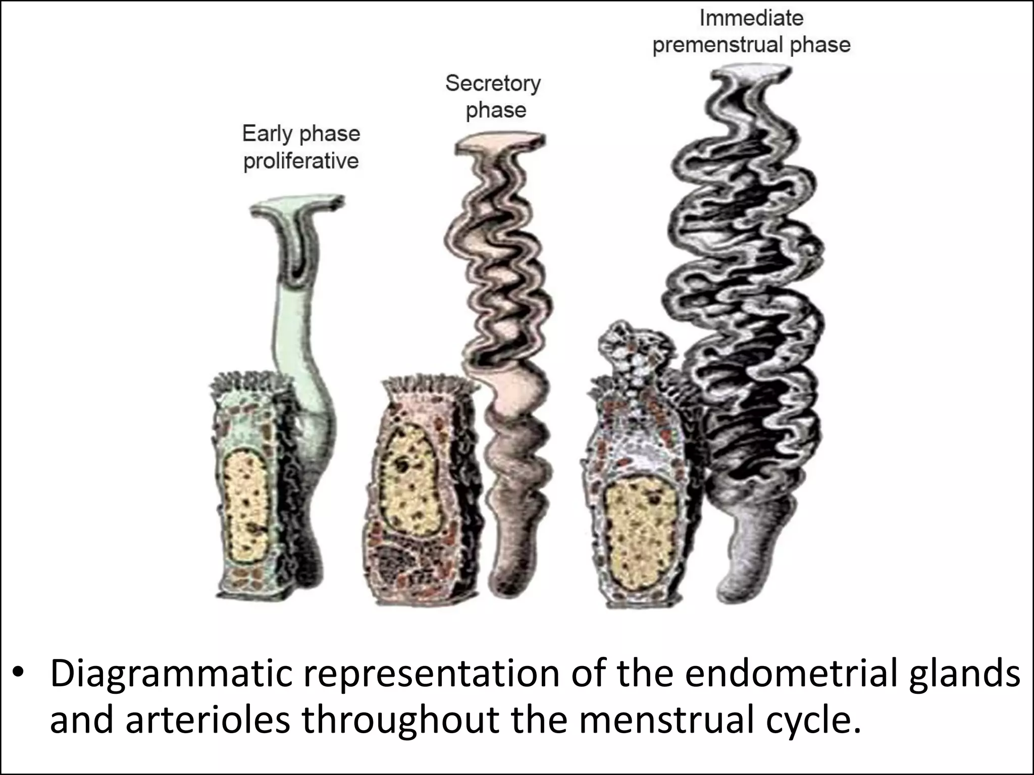 Endometrial histopathology-Basics | PDF