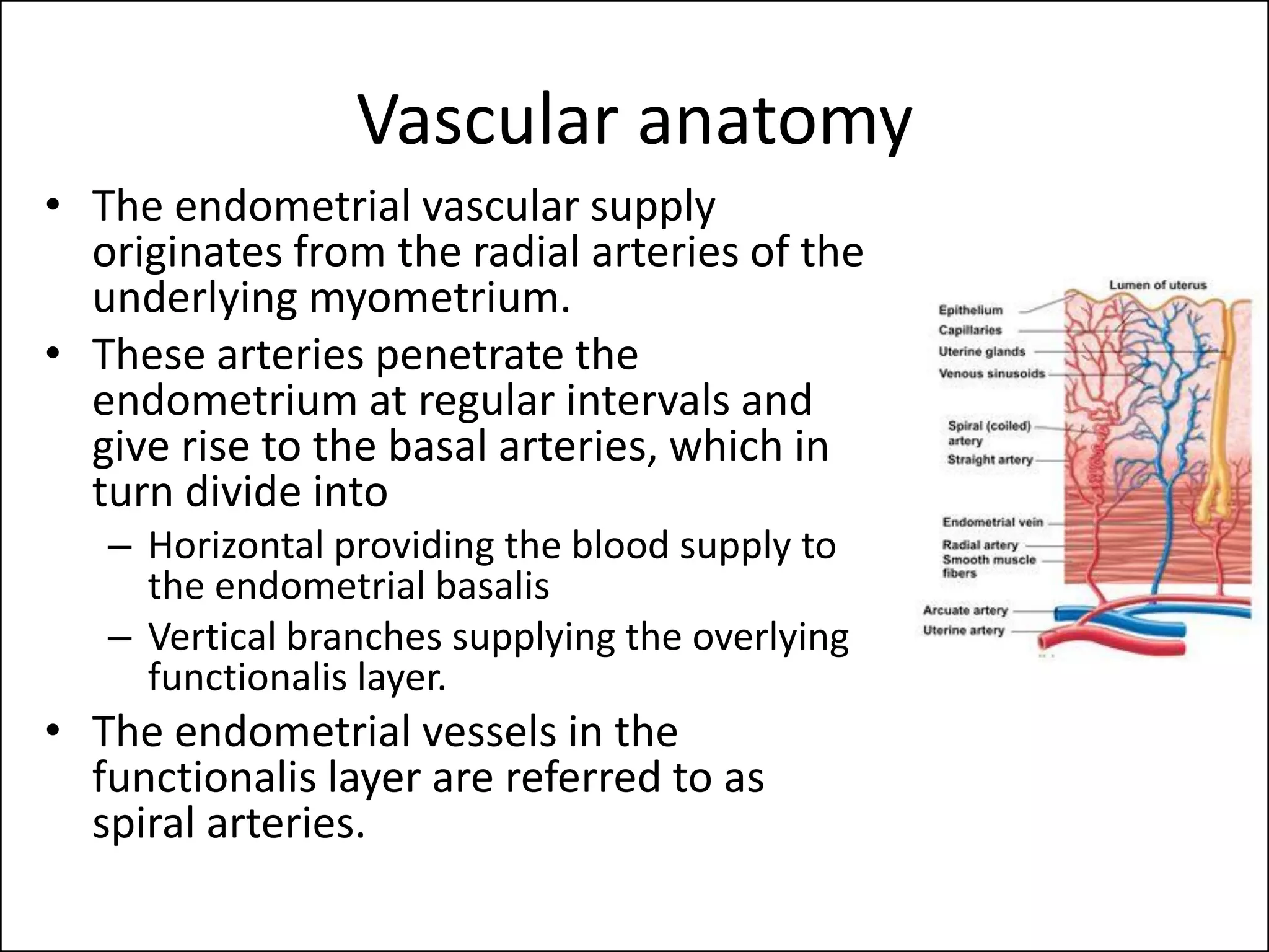 Endometrial histopathology-Basics | PDF