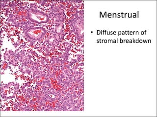 Menstrual Phase Uterus Histology Labeled Foto Bugil Bokep 2017