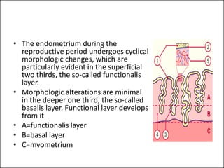Basalis Layer Endometrium