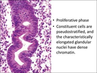 Proliferative Endometrium Histology